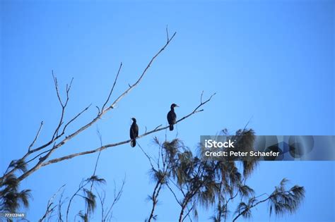 맑고 푸른 하늘을 배경으로 벌거벗은 나무에 앉아 있는 새들의 낮은 각도 보기 0명에 대한 스톡 사진 및 기타 이미지 0명 겨울나무 나무 Istock
