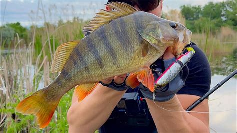 თევზაობა ქარიყლაპია ქორჭილაზე საცდელი 4k Youtube