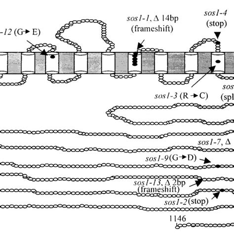 Sos1 Expression Is Up Regulated By Nacl Stress And Is Under The Control
