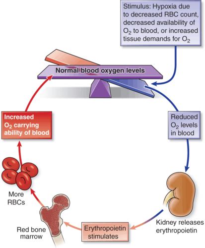 Restrictive And Obstructive Pulmonary Disorders Flashcards Quizlet