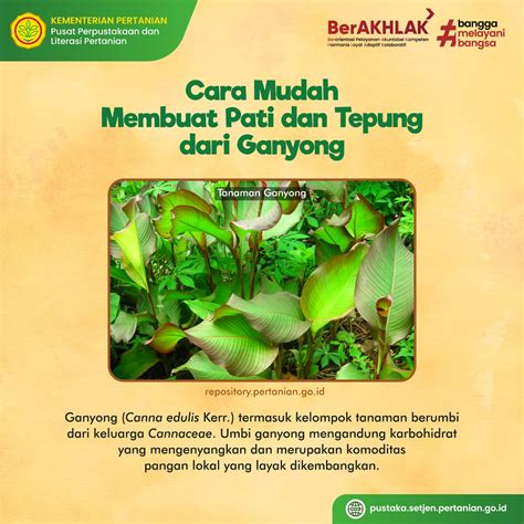 Info Teknologi Cara Mudah Membuat Pati Dan Tepung Dari Ganyong