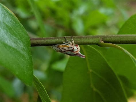 Oak Treehopper Bug Found On A Water Oak Tree R Insects