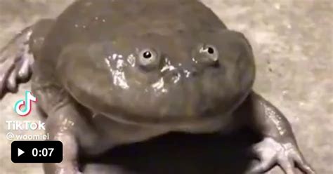 Its The Wednesday Toad…… 9gag