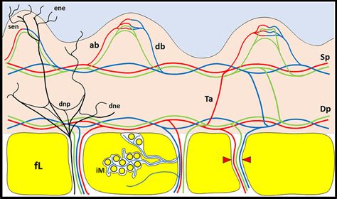 Schematic Drawing Shows The Superficial Lymphovascular Plexus Sp Download Scientific Diagram