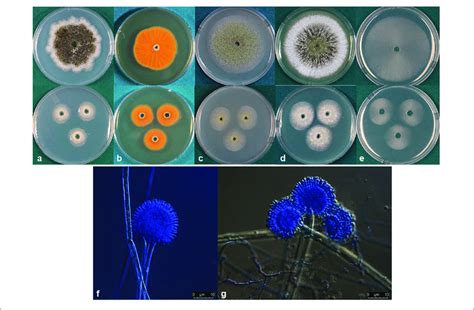 A E Colonies Of Aspergillus Agricola Nrrl 66869 Grown At 25 • C