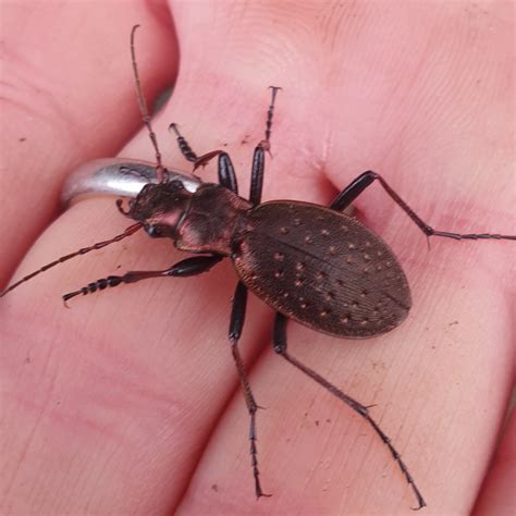 Photo Carabus Irregularis