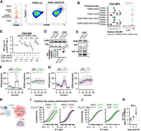 Figure Supplement 1 Validation Of Shrna Car Vectors And Complementary