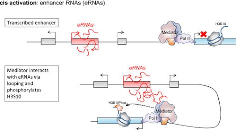 Enhancer RNAs Definisi Biogenesis Fungsi Rakyat Biologi