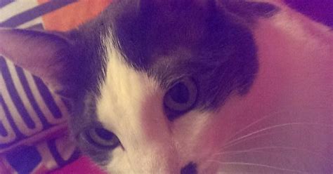 My Cat Is Concerned About Your Browsing History Imgur