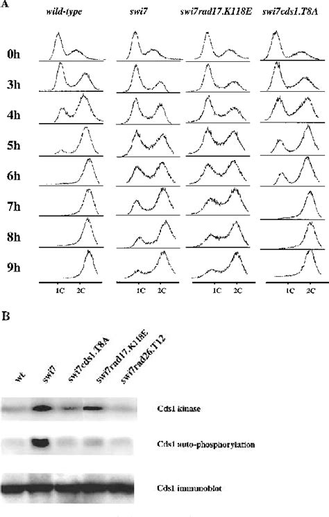 Figure 1 From Checkpoint Activation Regulates Mutagenic Translesion