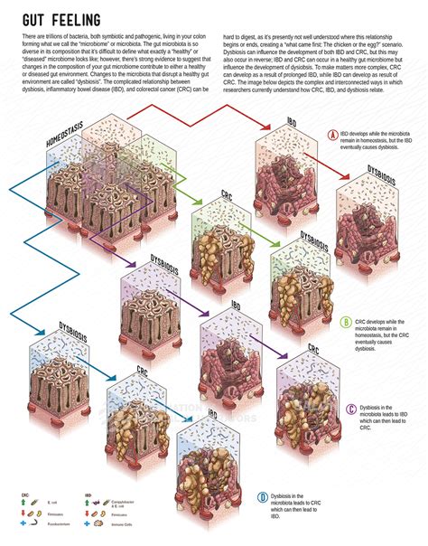 M1 And M2 Segments Of The Middle Cerebral Artery Ami 2017 Annual Conference