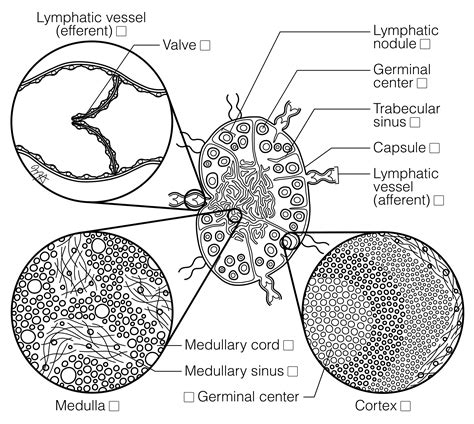 Lymph Node And Vessels Histology Coloring Book