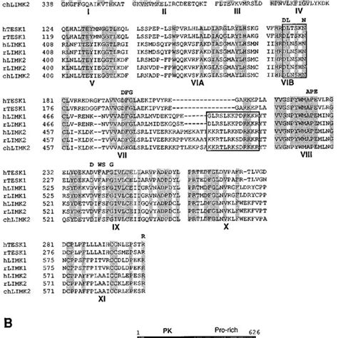 Alignment Of The Sequences Of Protein Kinase Domains Of Tesk1 Limk1