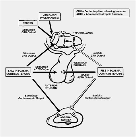 Figure 3 From Hypothalamic Pituitary Adrenal Axis Suppression And Inhaled Corticosteroid Therapy