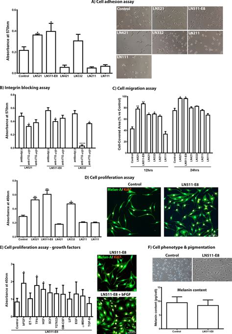 Effect Of Laminin Isoforms On Limbal Melanocyte Function In Vitro A Download Scientific