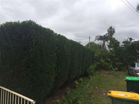 Tree Pruning Sydney