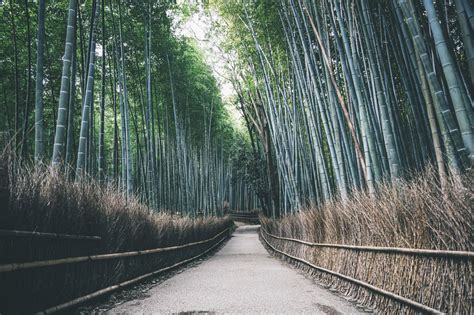 竹林の小径京都嵐山の写真素材 ぱくたそ