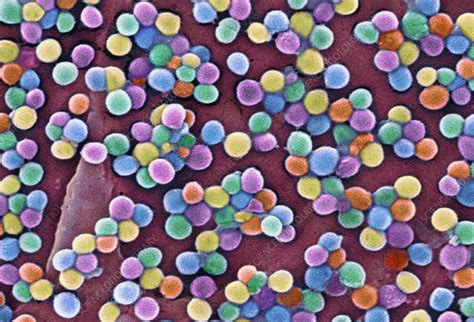 Mrsa Bacteria Sem Stock Image B234 0158 Science Photo Library