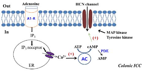Schematic Summary Of Adenosine Actions On Pacemaker Potentials In