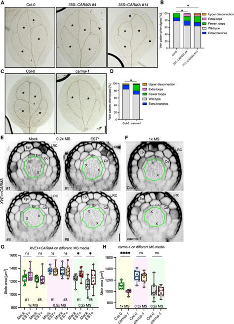 Sucrose Responsive Osmoregulation Of Plant Cell Size By A Long Non Coding Rna Molecular Plant