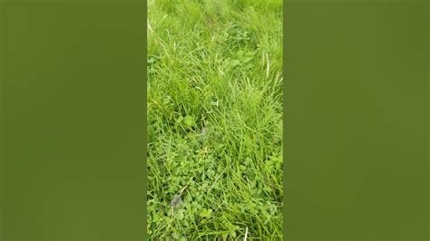 কাশবন Youtube