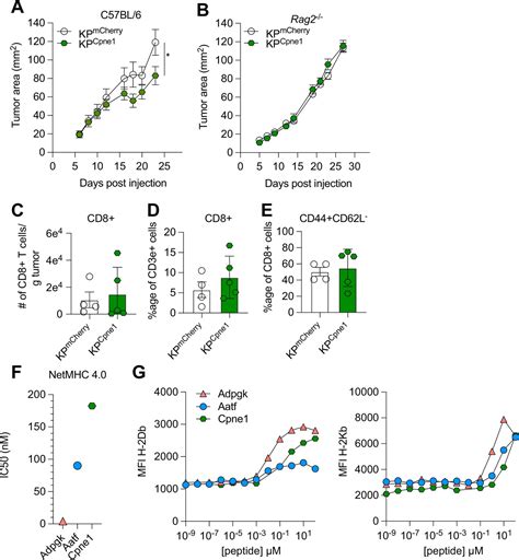 Figures And Data In Decoupled Neoantigen Cross Presentation By Dendritic Cells Limits Anti Tumor