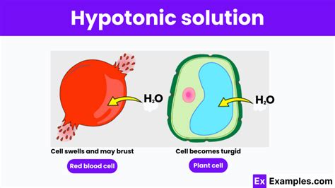 Hypotonic Solution Key Examples And Uses