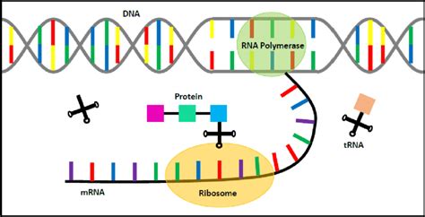 A Schematic Representation Of Gene Transcription And Translation Download Scientific Diagram