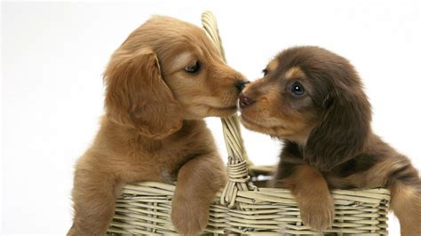 Cute Puppies Kissing
