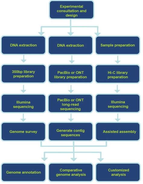 De Novo Assembly Nanopore R Sequencingnew