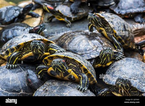 The Red Eared Slider Or Red Eared Terrapin Trachemys Scripta Elegans The Red Eared Slider Or Red Eared Terrapin Trachemys Scripta Elegans