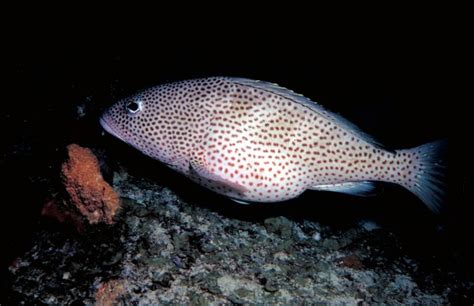 Recovery After 30 Years Of Spawning Aggregation Site Protection Scrfa