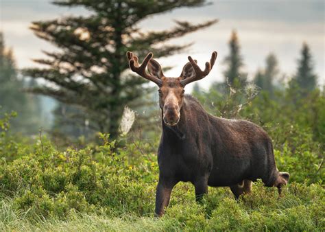 Secrets Of Moose Wallows In Maines Allagash Wilderness Touristsecrets