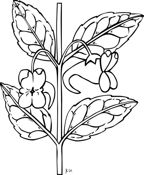 Sampaguita Sketch At Explore Collection Of
