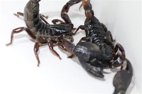 Escaping Stage Right Male A2 Fled Download Scientific Diagram