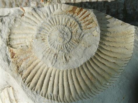 Fossils Ammonites Stones · Free Photo On Pixabay