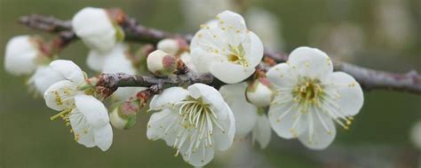梅花的花语和意义象征高洁的原因是什么 花友之家