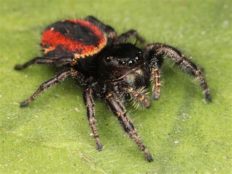 Widow Jumping Spider Phidippus Ardens ~1cm Leg Span
