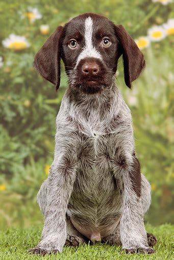 German Wirehaired Pointer Info Temperament Puppies Pictures