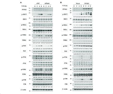Pink1 Promotes Rlr Triggered Irf3 And Nf κb Activation In Download Scientific Diagram