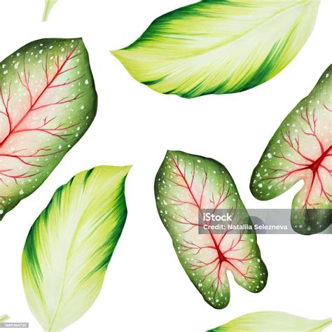 사실적인 열대 잎이 있는 수채화 이음매 없는 패턴 몬스테라 칼라듐 무화과나무 잎의 그림은 흰색 배경에 분리되어 있다 아름 다운 식물 손으로 그린 꽃 요소 디자이너 스파 장식