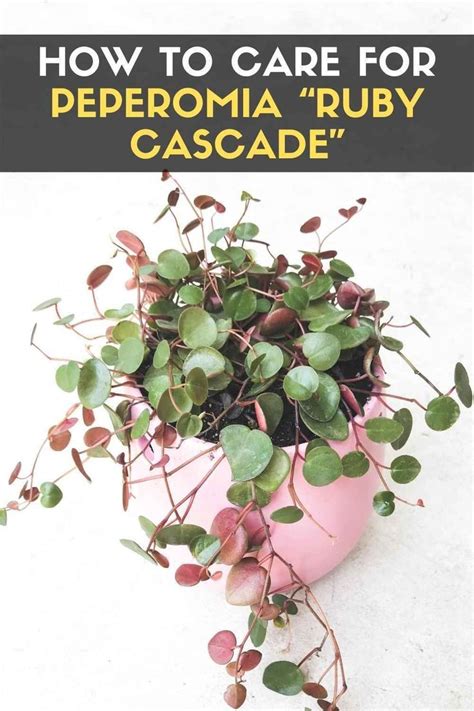 Peperomia Ruby Cascade Care Guide