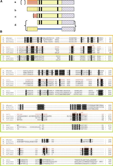 Sequence Analysis A Schematic Representation Of The Domain