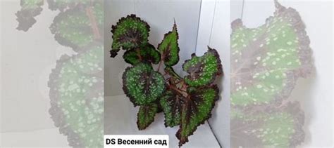 Бегония DS Весенний сад купить в Новокузнецке | Товары для дома и дачи ...