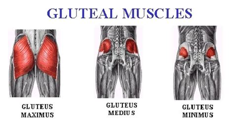 How Do I Build The Perfect Glutes