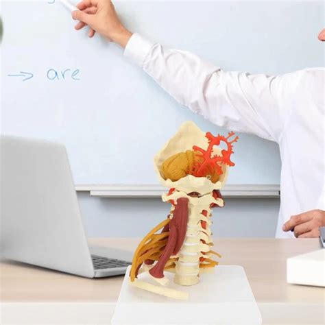 SPINE MODEL CERVICAL Vertebra Model Education Arteria Spine Spinal Cord Model PicClick UK