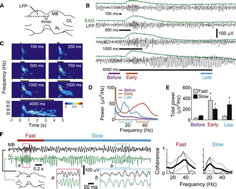Frequency Transitions In Odor Evoked Neural Oscillations Neuron