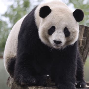 Double Click Speed Test CPS Tester