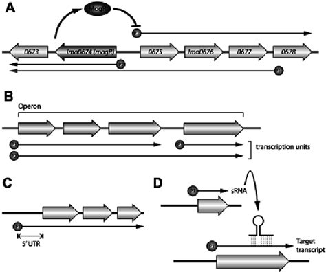 Bacterial Transcriptome Analysis Enhanced Analysis Of Transcriptome Download Scientific