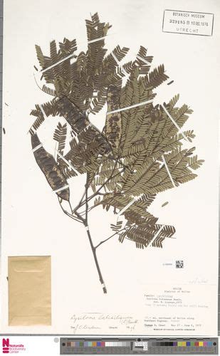 Hvaa Lysiloma